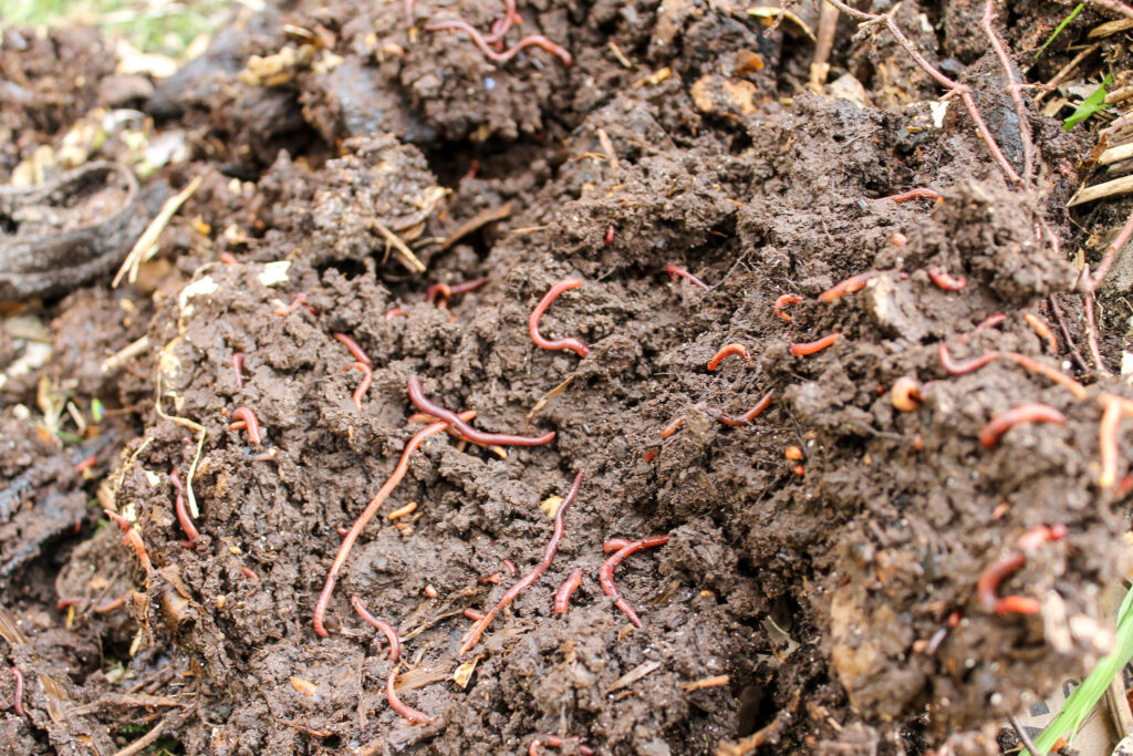 Núcleo de Lombrices – Proyecto Cultivarte